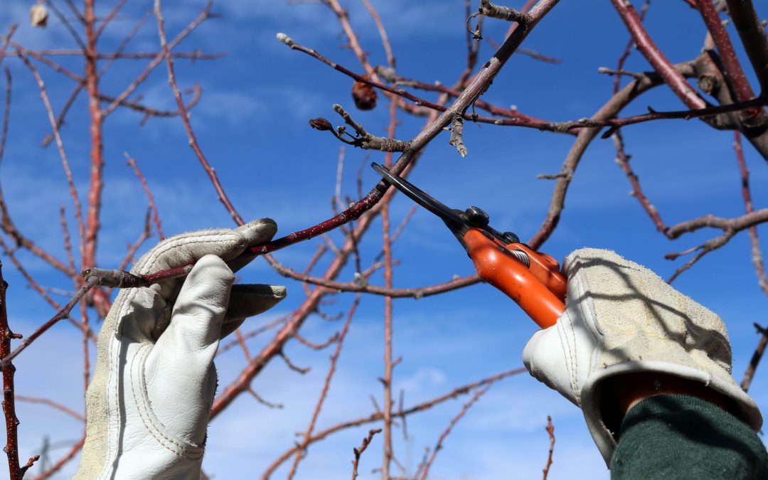 The Importance of Tree Pruning - Johnson Ops Tree Care