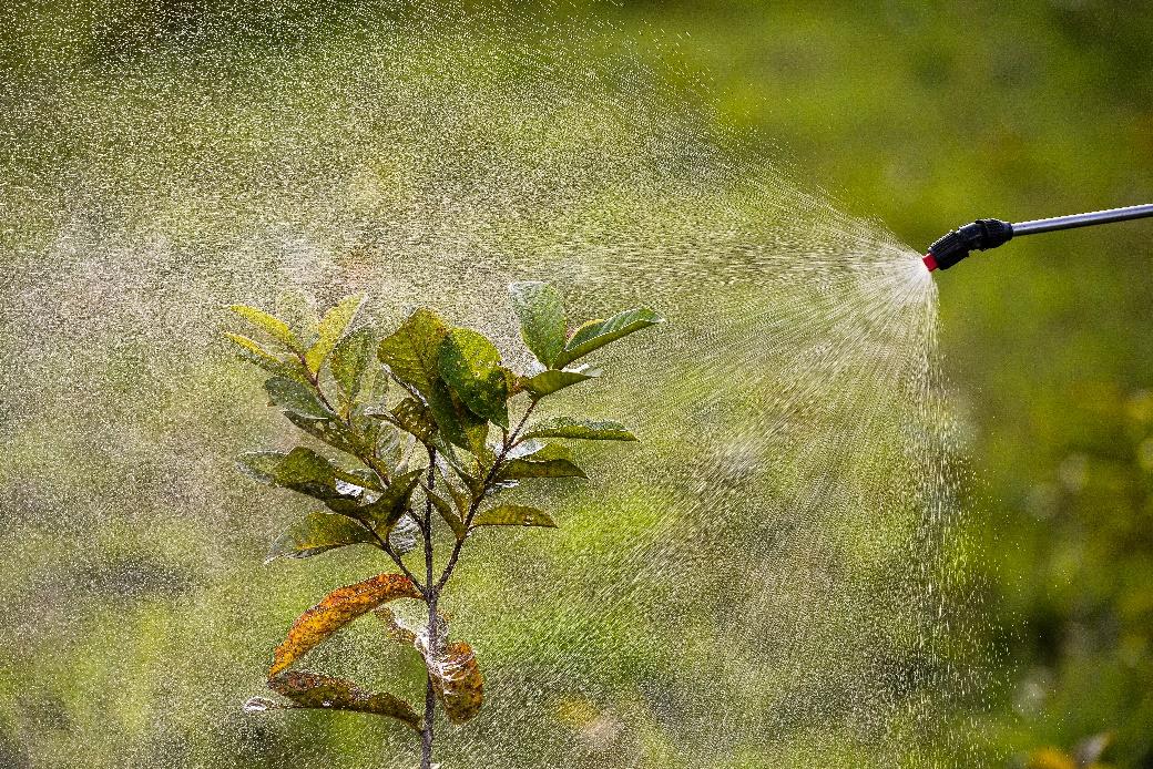 Pros and Cons of Using insecticide Formulas on Your Plants