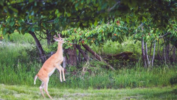 Keep Your Landscape Deer Free - Johnson Ops Tree Care
