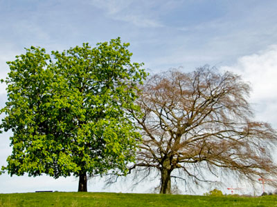 4 Signs of an Unhealthy Tree - Johnson Ops Tree Care