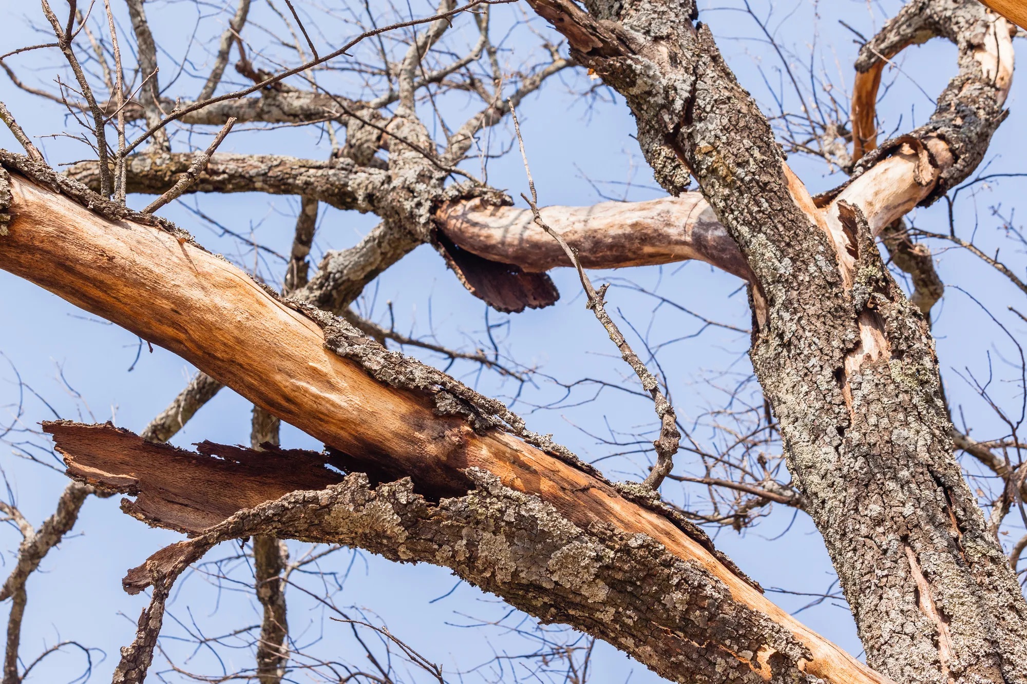 Symptoms of a Sick or Dying Tree - Johnson Ops Tree Care