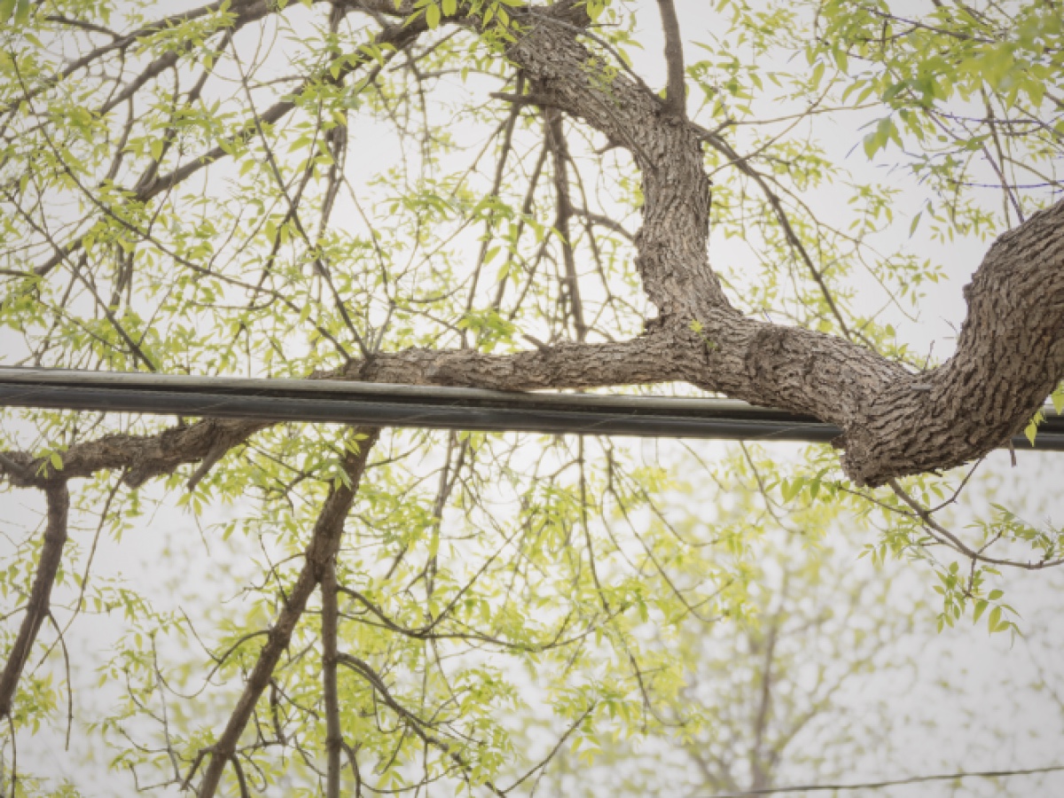 Don’t Touch Trees in Wires - Johnson Ops Tree Care