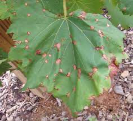 Ozone Danger to Trees | Johnson Ops Tree Care