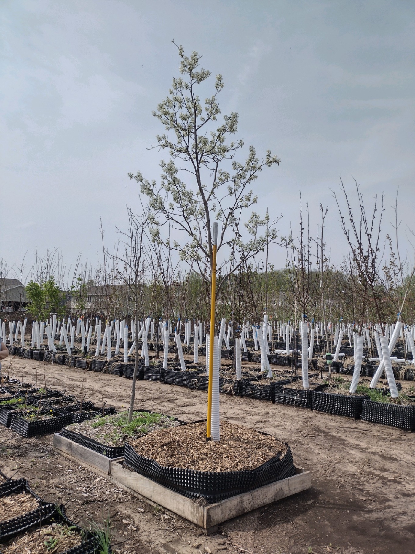 Poorly Planted Trees - Johnson Ops Tree Care