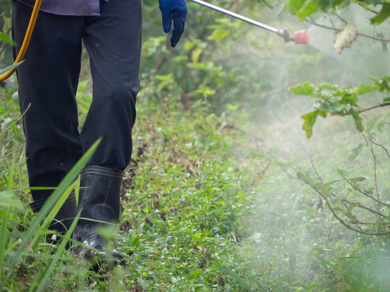 Help Your Trees Resist Pests | Johnson Ops Tree Care