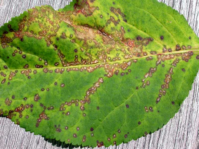 Anthracnose Disease - Johnson Ops Tree Care