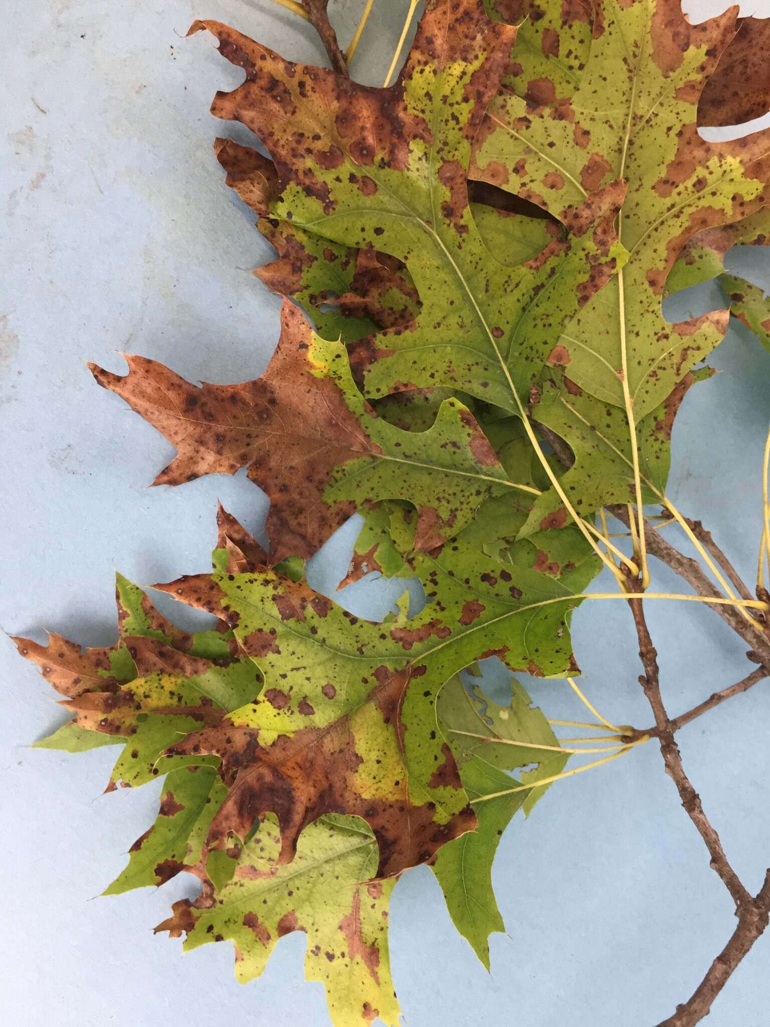 Bur Oak Blight - Johnson Ops Tree Care