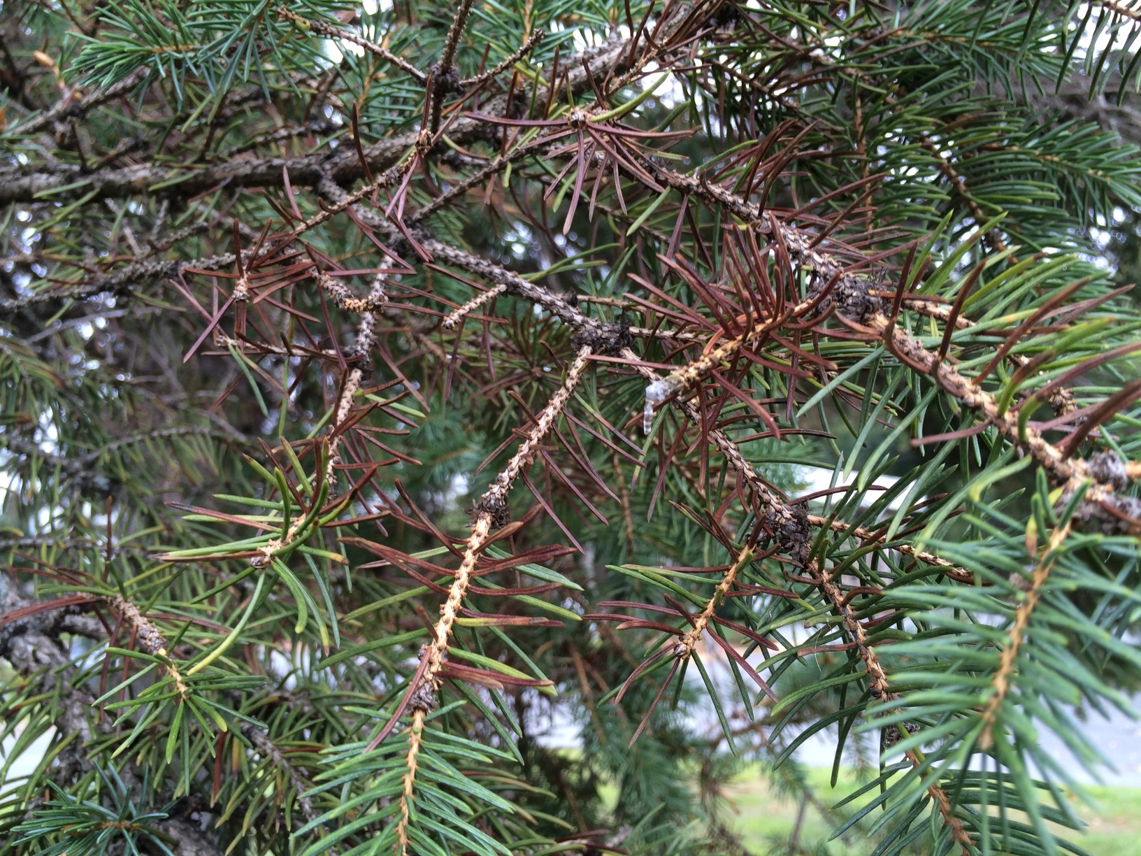 Rhizosphaera Needle Cast | Johnson Ops Tree Care