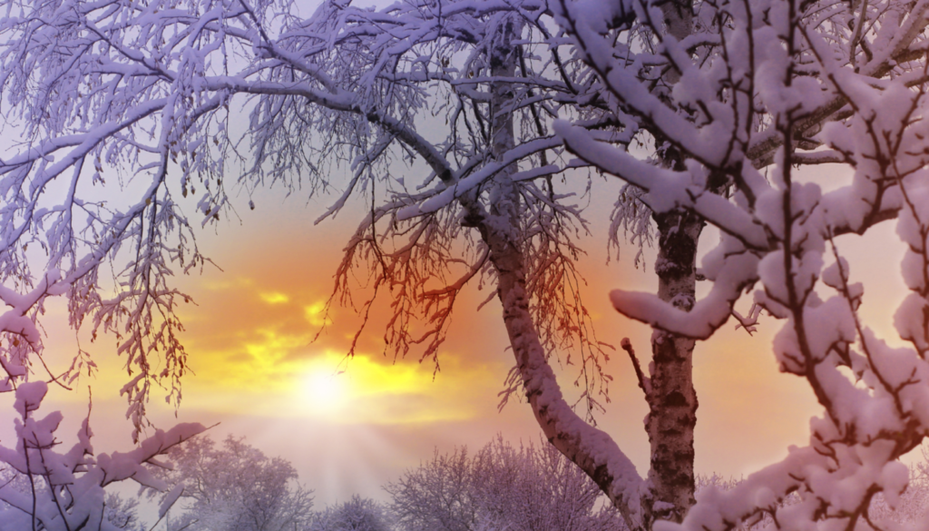 Winter Tree Care Tips - Johnson Ops Tree Care