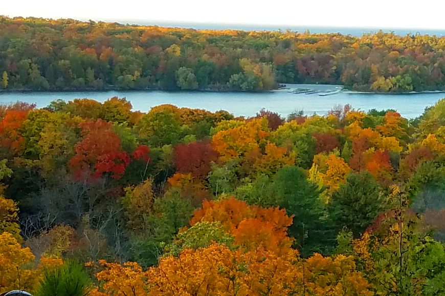 Fast-Growing Trees to Plant in Your Wisconsin Landscape