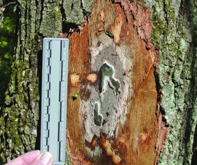 4 Signs of an Unhealthy Tree - Johnson Ops Tree Care