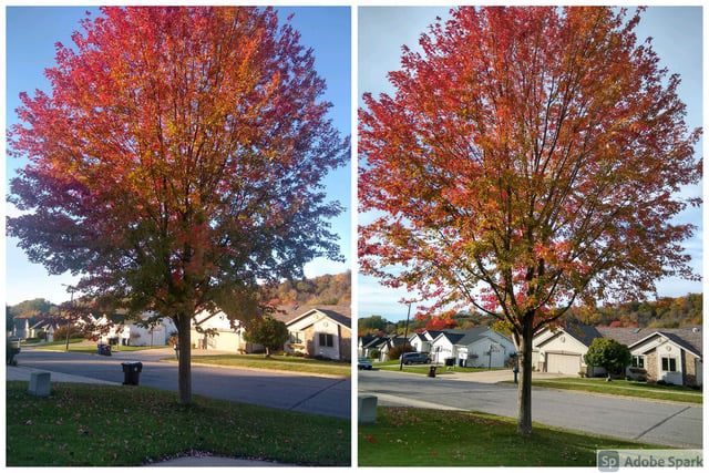 Tree Pruning to ANSI Standards - Johnson Ops Tree Care