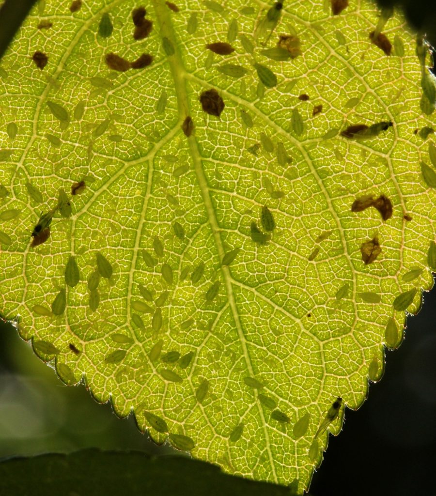 How to Determine if a Tree Has an Aphid Infestation?