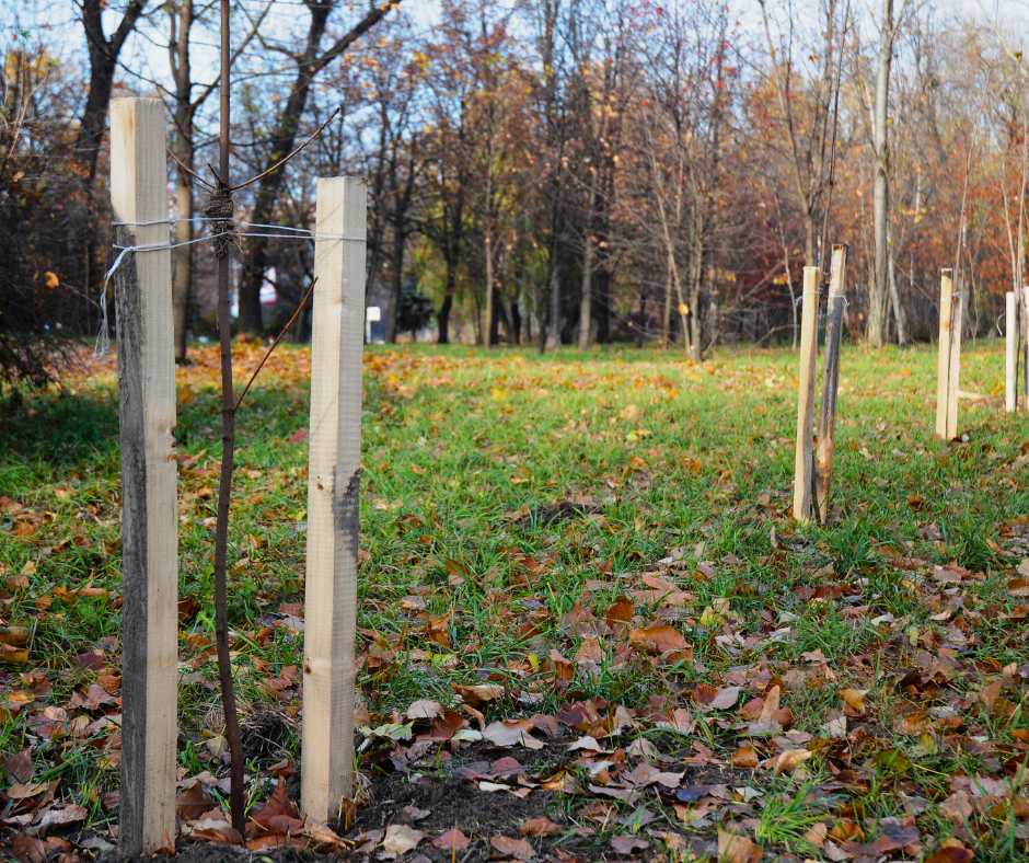 The Advantages of Planting Trees in the Fall - Johnson Ops Tree Care