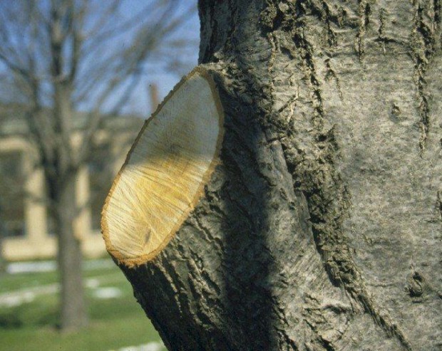 What is CODIT Pruning