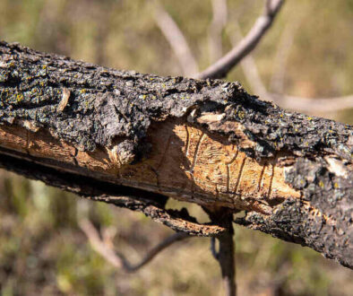 Poorly Planted Trees - Johnson Ops Tree Care