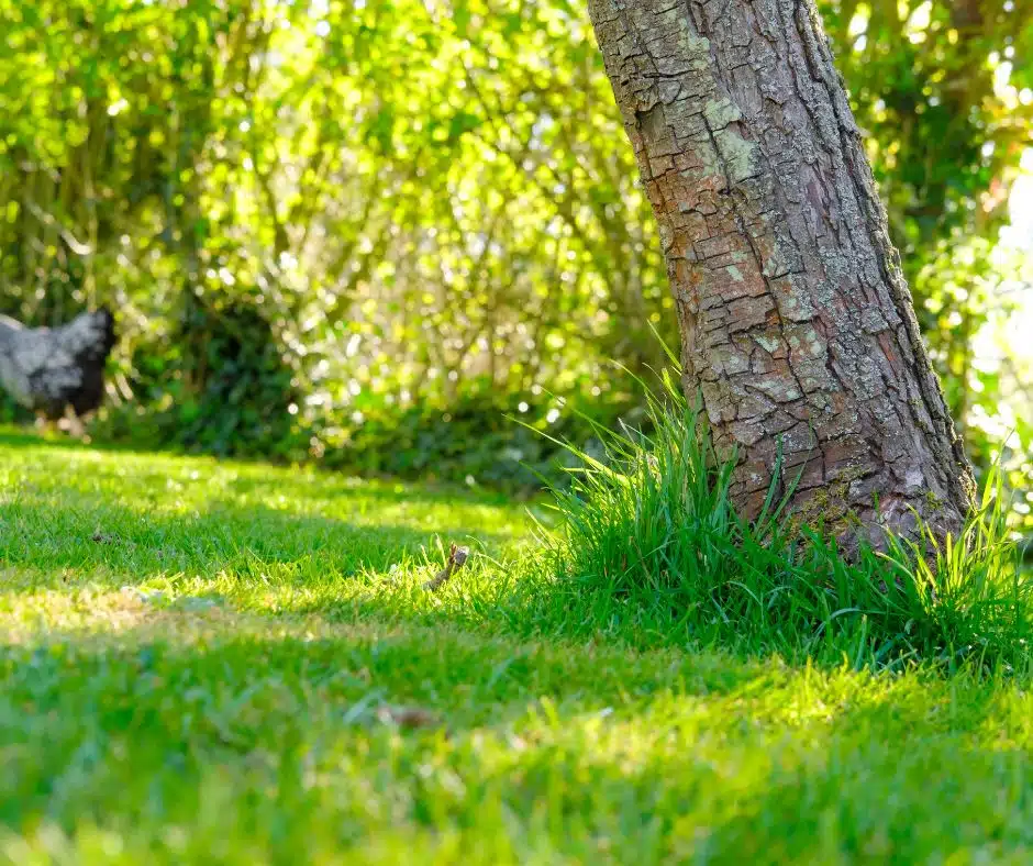 Is a leaning tree a cause for concern?