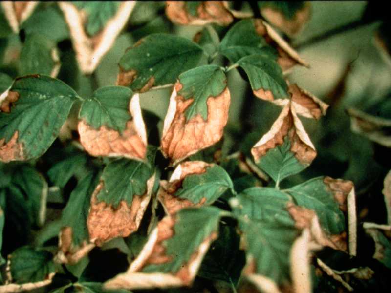 Is my tree heat-stressed?