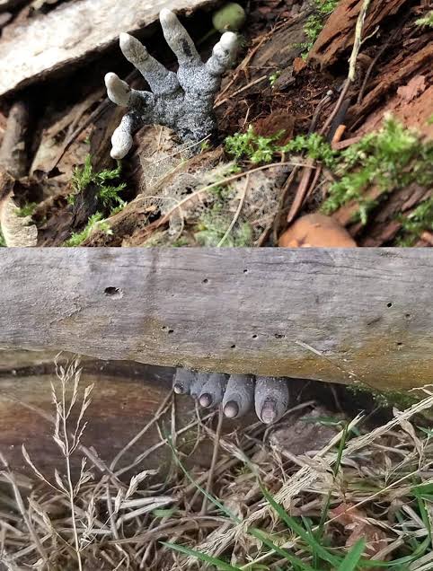 What are Dead Man's Fingers?