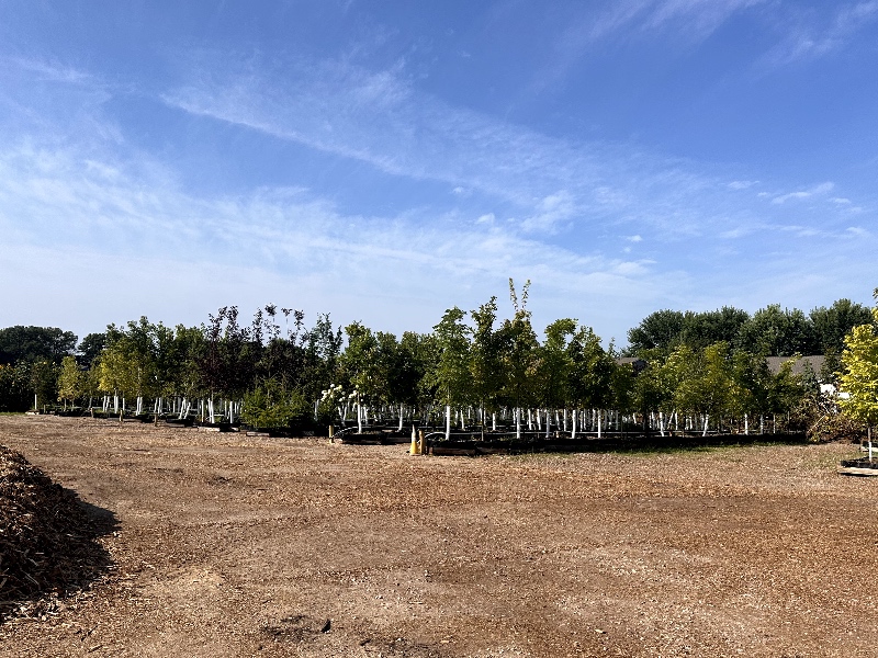 Tips for Caring for Your New Legacy Tree