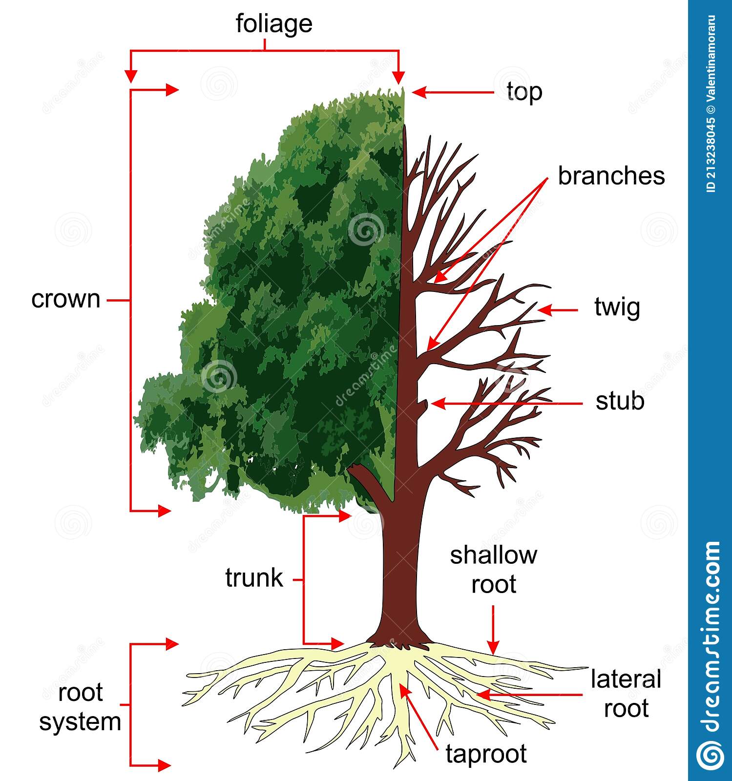 What is Tree Physiology? - Johnson Ops Tree Care