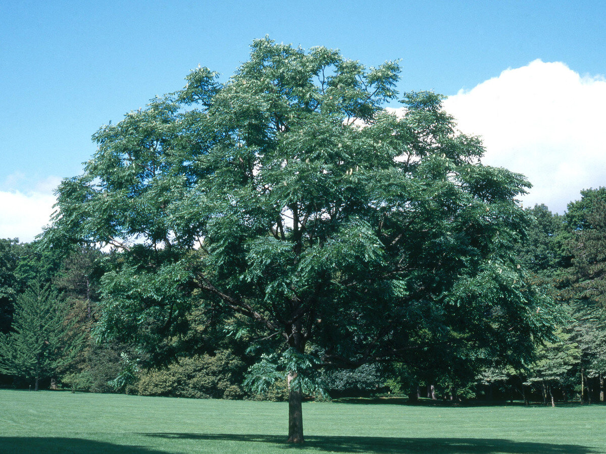 Why You Should Plant an Espresso Kentucky Coffeetree.