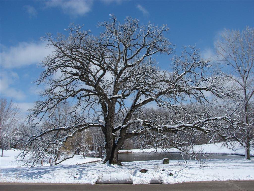 Exploring drought-tolerant trees in the Midwest - Johnson Ops Tree Care