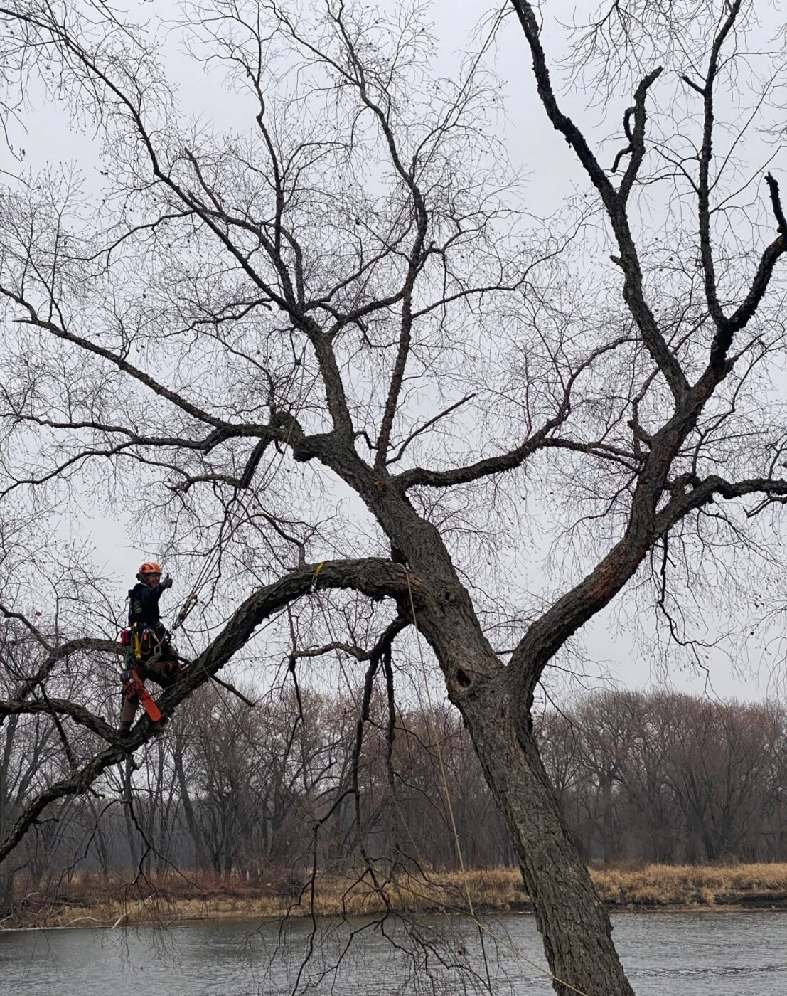 Advantages of Hiring Tree Removal Services - Johnson Ops Tree Care