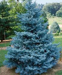 How to Care for Spruce Trees - Johnson Ops Tree Care