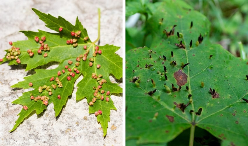 What is a Gall?