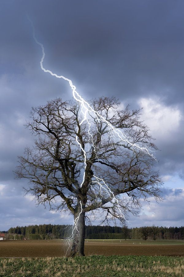 Preparing your Trees for the Storm