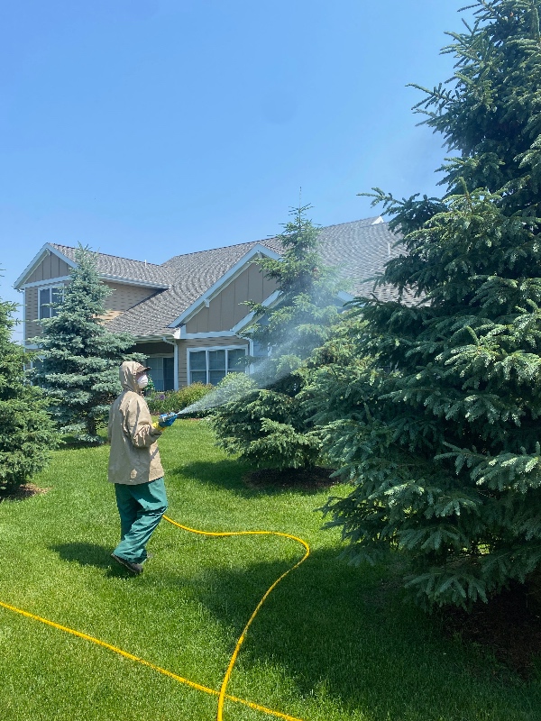 Rhizosphaera Needle Cast