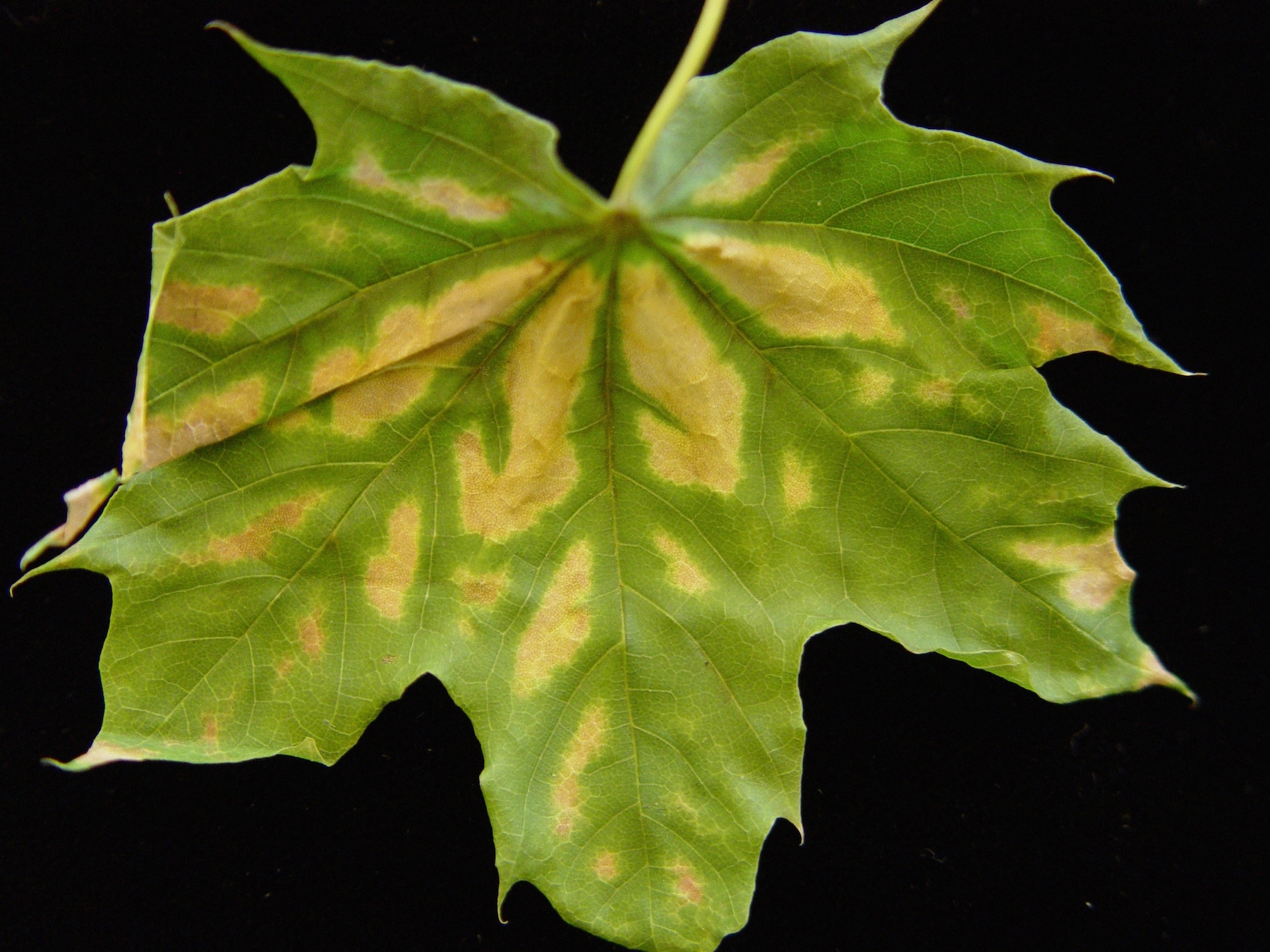 What is Verticillium Wilt?