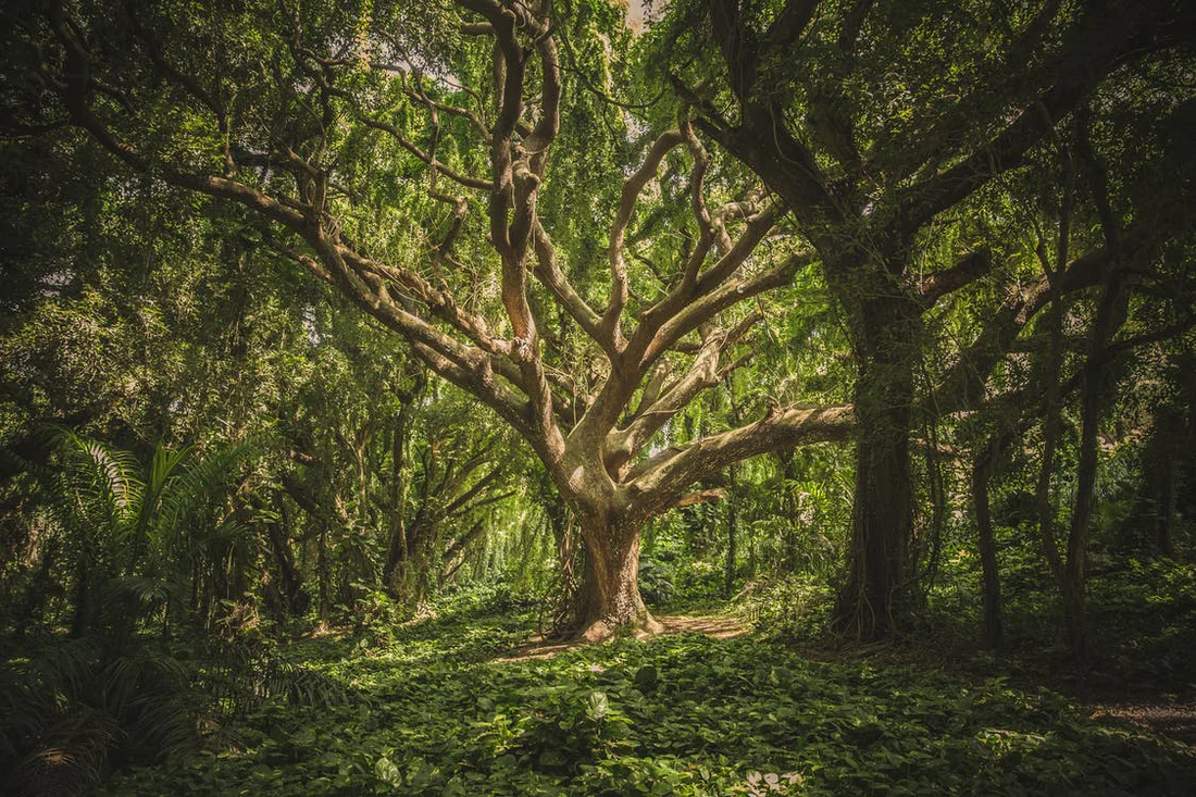 Mother Trees: The Pillars of Forest Ecosystems