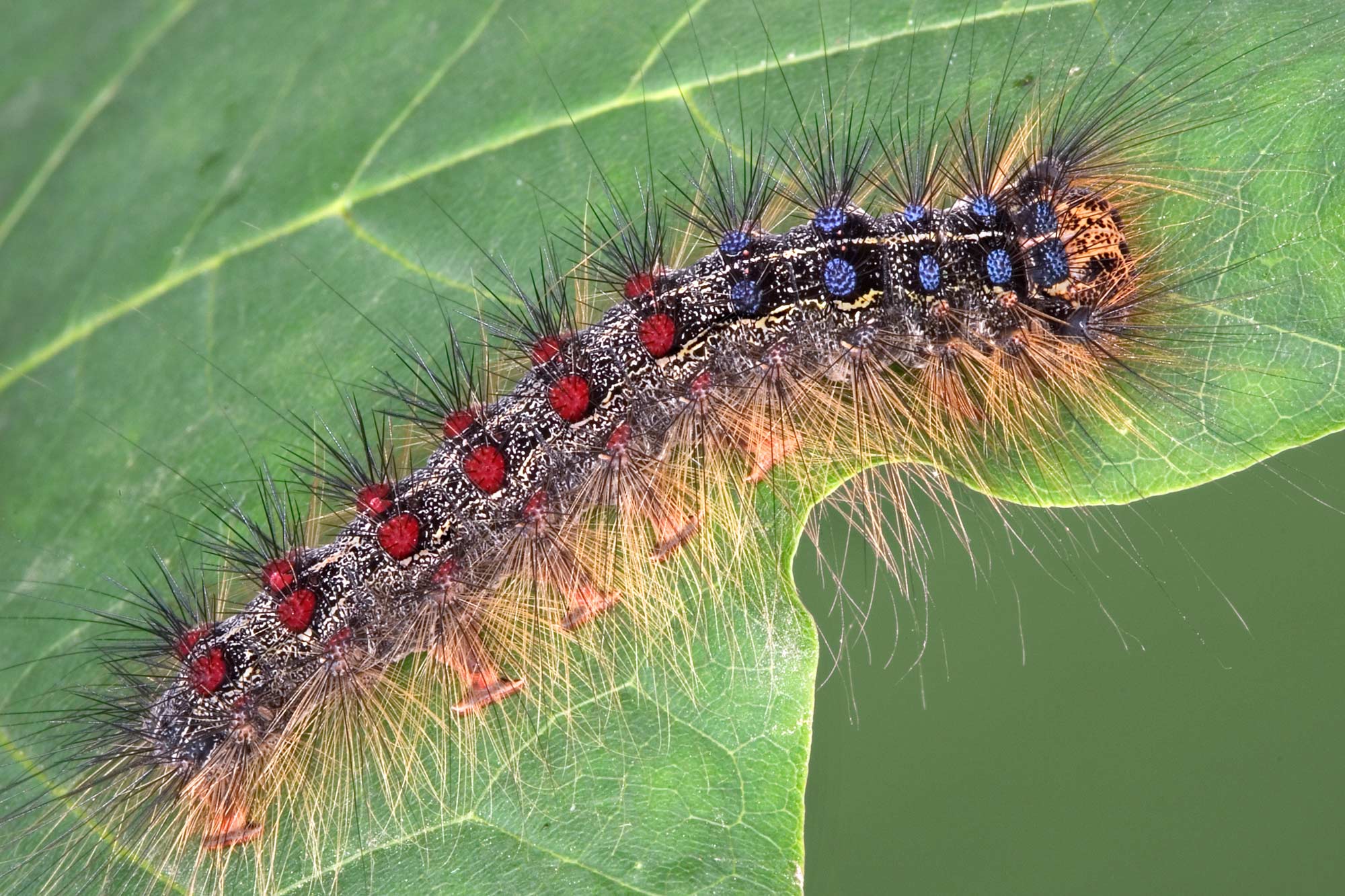 Spongy Moths Formerly Known as Gypsy Moths.